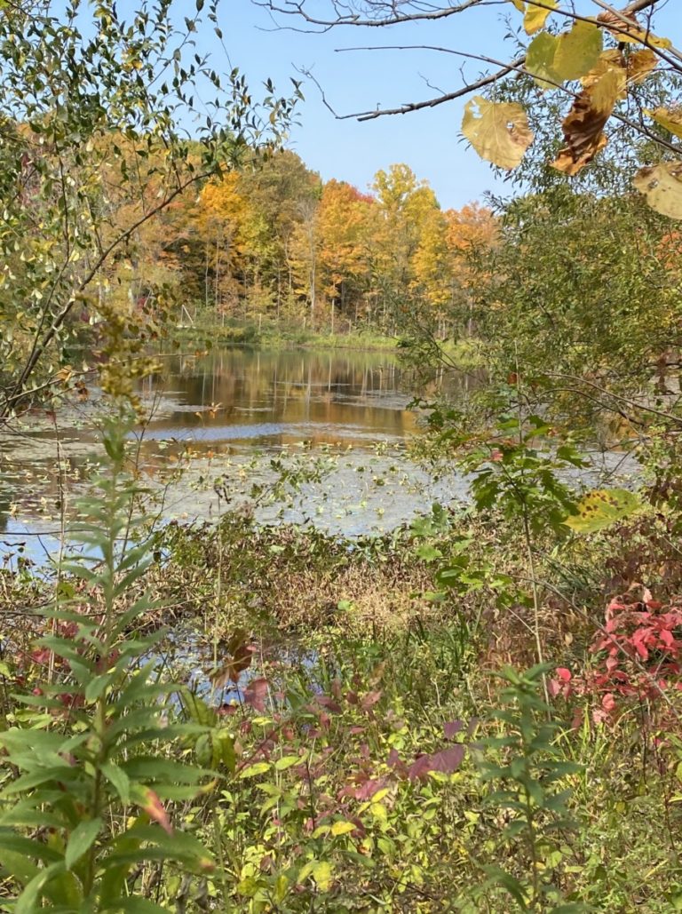 10 Highlights You’ll Love at Holden Arboretum in Fall